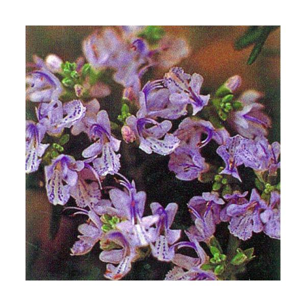 ローズマリー・ブルーボーイはローズマリーの中で最もコンパクトな品種で、成長しても60cm位の大きさです。淡いブルーの花で鉢植えに向いています。半耐寒性の立ち性品種。ハーブの中でも香りの強いローズマリーは、香りを楽しむハーブとして優れています...