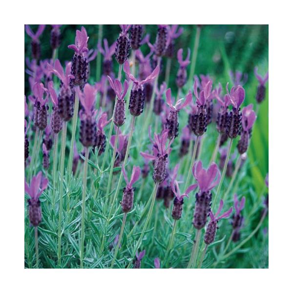 ラベンダー　アボンビューは濃紫色の花穂が印象的で、草丈は80cmほどになり生育旺盛です。ニュージーランドで育成されました。ストエカスラベンダーは別名フレンチラベンダーともいわれ、ウサギの耳のような苞葉が特徴です。香りよりお花を楽しむグループ...