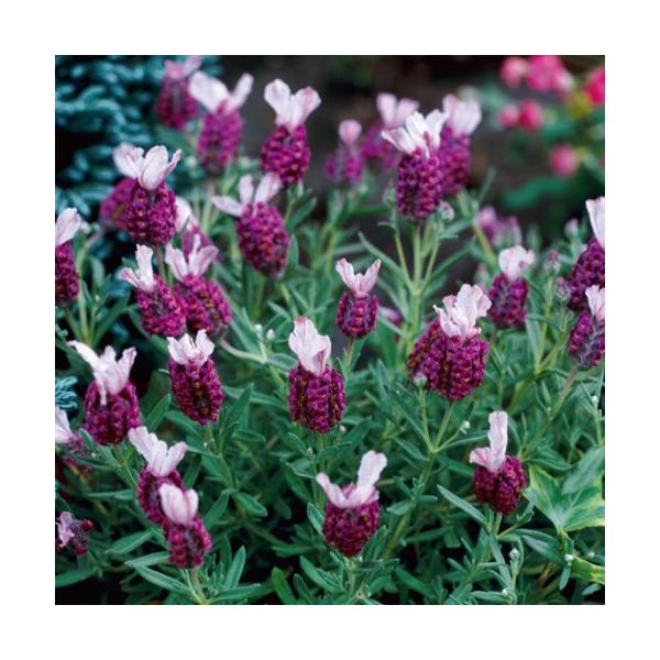 ラベンダー　キューレッドはイギリスのキューガーデンにちなんで名づけられました。苞葉がピンクのリボンのように立ち上がるとてもかわいいラベンダーです。株の大きさは50cmくらいの手ごろな大きさになります。ストエカスラベンダーは別名フレンチラベン...