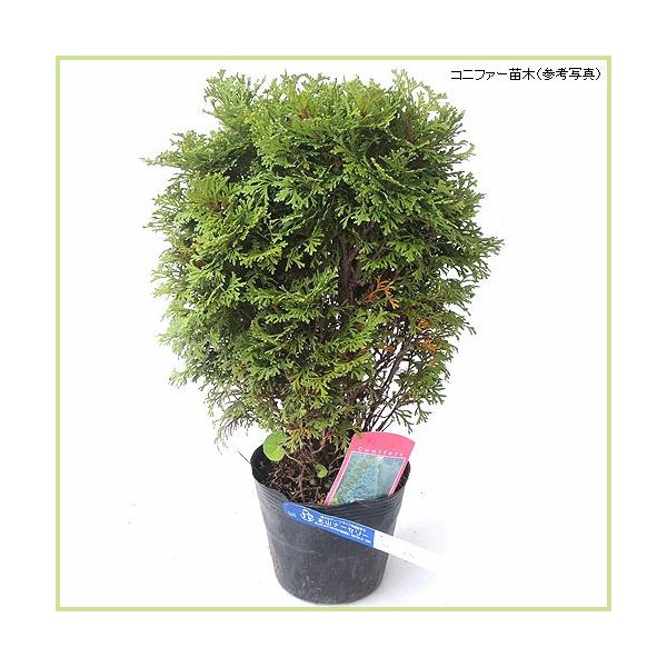 コニファー（針葉樹）の苗木「ティニティム（タイニーティム）」を販売しています。コニファー「ティニティム（タイニーティム）」は、自然に丸い樹形になっていきます。2年目くらいから丸くなり始め、3年目でほぼ球形になります。暖かい時には、明るい緑の...