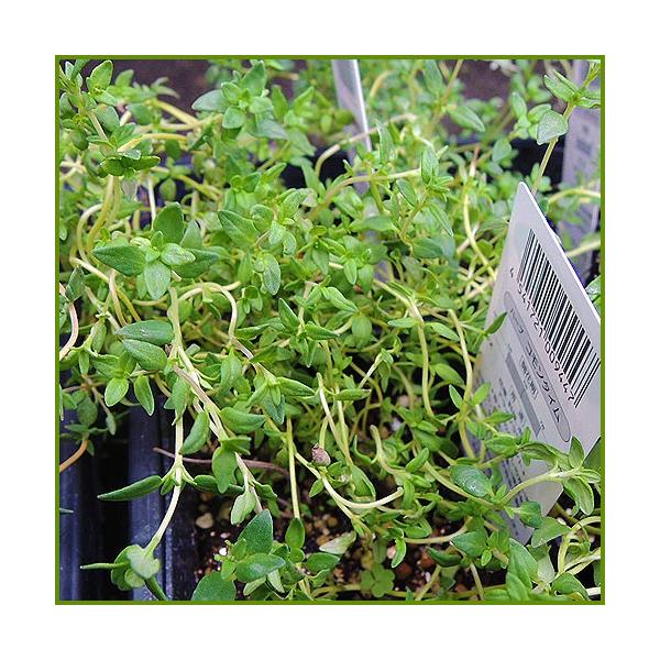 香りを楽しむのはもちろん、初夏に咲くピンクの花も美しく、人気のハーブの一つです。料理、ハーブティ、アロマ、ポプリ等、色々な楽しみ方ができるお勧めのハーブです。ハーブ（香草）「タイム」苗のサイズ： 9cmポット苗利用方法：料理の香り付け、ハー...