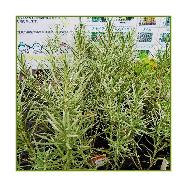 カレーのスパイスのような香りのするハーブです。見た目もシルバーグリーンで美しく、寄せ植えや庭植えで楽しむこともできます。ハーブ（香草）「カレープラント」苗のサイズ：9cmポット苗利用方法：料理の香り付け、ポプリ、ドライフラワー等収穫時期：１...