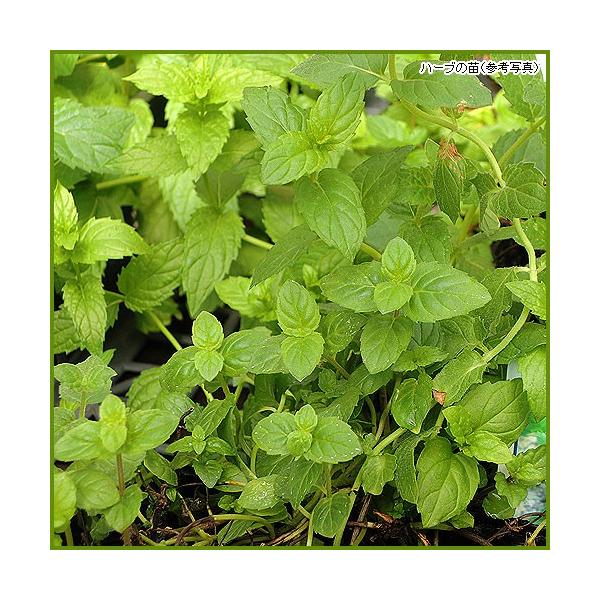 ピリッとした風味とミントの爽やかな香りが楽しめるハーブです。ミントティーを始め、料理・お菓子の香り付けや、アロマ、グランドカバーにと様々な楽しみ方ができます。ハーブ（香草）「ミント」苗のサイズ： 9cmポット苗収穫時期：５月〜９月頃開花期：...