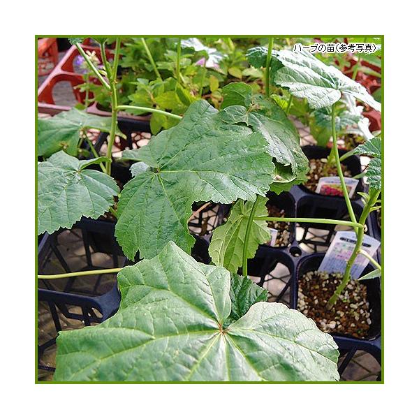花をドライにしてハーブティにすると、紫色になり、レモンを垂らすと水色に変化する変わったハーブです。もちろん葉も利用できます。ハーブ（香草）「コモンマロウ 」苗のサイズ：9cmポット苗収穫時期：５月〜９月頃開花期：７〜８月利用方法：料理の香り...