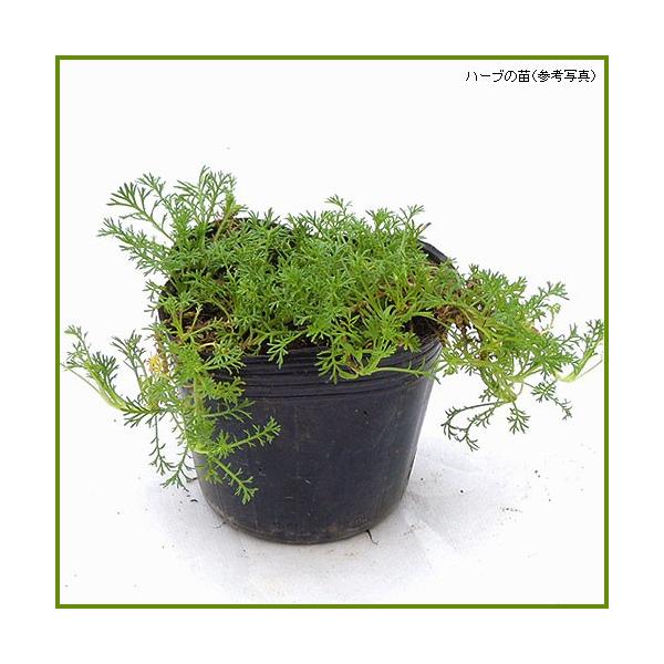 リンゴに似た甘い香りで、カモミールティーやポプリ等で楽しむ他、グランドカバーでお庭を彩ることもできます。ハーブ（香草）「カモミール（ローマン） 」苗のサイズ：9cmポット苗収穫時期：開花時開花期：４月〜６月頃利用方法：ハーブティー、アロマ、...