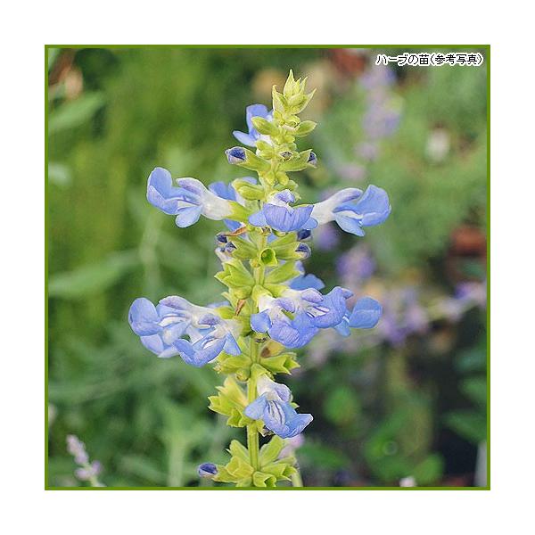 初夏から秋の終わり頃まで咲く明るい空色の花も魅力です。生育期には草丈が1mを超えます。ハーブ（香草）「ボッグセージ」苗のサイズ：9cmポット苗収穫時期：4月〜10月頃開花期：7月〜10月頃利用方法：料理の香り付け、ハーブティー、アロマ、ポプ...