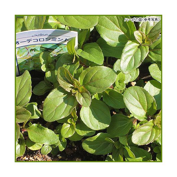 半日陰を好みます。コロンのような甘い香りや柑橘系の香りがします。別名「ベルガモットミント」「オレンジミント」とも呼ばれています。葉と茎は紫色を帯びた濃い緑色で、葉にはツヤが有り、赤色がかっています。香りが良いことから、サラダの彩りやハーブテ...