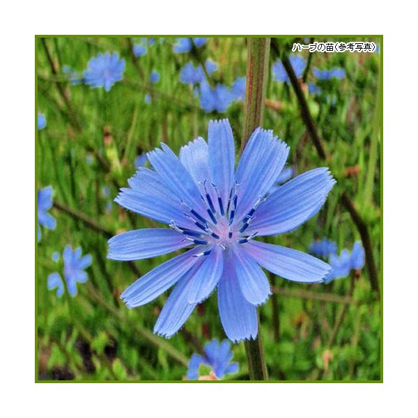 若葉や花をハーブとして利用するほか、たくさん咲く美しい青花は夏のお庭やベランダを彩るのにピッタリです。ハーブ（香草）「チコリ」苗のサイズ：9cmポット苗収穫時期：4〜11月頃開花期：7〜8月利用方法：料理の香り付け、ハーブティー、アロマ、ポ...