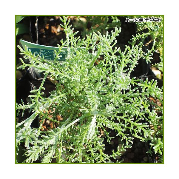 サントリナは美しいシルバーグリーンの葉が魅力的なハーブです。夏にはボタンの花に似た黄色い花が咲きます。ハーブ（香草）「サントリナ」苗のサイズ：9cmポット苗収穫時期：1年中開花期：6〜7月頃利用方法：ドライフラワー、ポプリ等分類：常緑低木