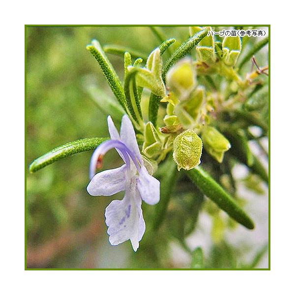 ハーブの中でも香りの強いローズマリーは、香りを楽しむハーブとして優れています。「アープ」は、淡い紫花が咲き、ローズマリーの中で最も耐寒性のある品種です。また、ローズマリーの花は、苗が充実すれば冬と夏の一時期を除いて年中開花しますので、生垣や...