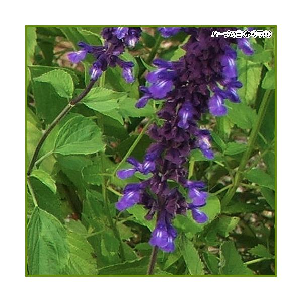 別名：インディゴ・スパイヤー、スパニッシュセージとも呼ばれるハーブ。とても大株に育ち、ラベンダーのような香りがする、ラベンダーに似た花穂に紫の小花を次々と沢山咲かせ、長い期間花を楽しむことが出来ます。複数苗を同時に育てると安定して収穫できま...