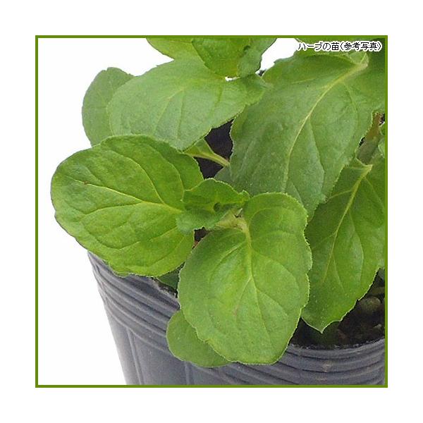 グレープフルーツに似た甘い香りが楽しめるハーブです。ミントティーを始め、料理の香り付けやアロマ、グランドカバーにと様々な楽しみ方ができます。ハーブ（香草）「ミント」苗のサイズ： 9cmポット苗収穫時期：5月〜9月頃開花期：7〜8月利用方法：...