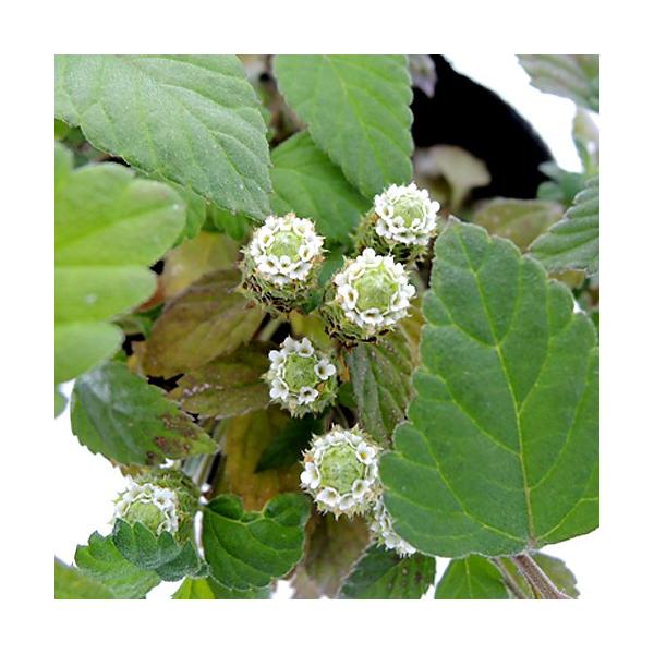 キシカンスイートハーブはマテ茶の甘味として使われています。葉や花にミントのような香りがあり、葉には砂糖の1000倍程の甘さがあり、生のままや乾燥させてハーブティーに加えれば砂糖の代わりとして利用できます。低カロリーなのでダイエット中の方や砂...