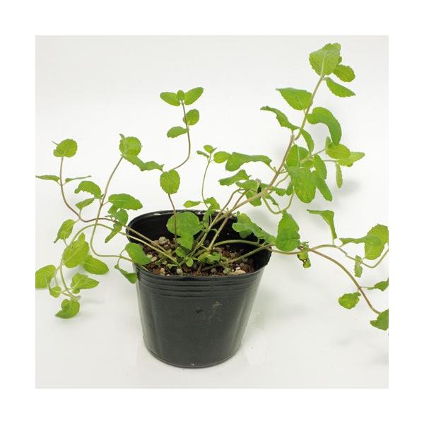 甘いりんごのような香りがするミントです。ミントの中でも特に勢いが良く生育が早めです。葉はしわのある丸葉で、白い柔毛が生えていることから別名ウーリーミントとも呼ばれます。ミントティーを始め、料理の香り付けやアロマ、グランドカバーにと様々な楽し...