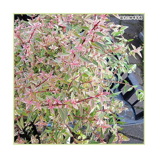 「アベリア・コンフェッティー」は、アベリアの斑入り品種で、秋には葉がピンクに紅葉するのが特徴です。花も初夏から秋にかけて小さな白花が咲きます。大変丈夫で育てやすいので、庭木や生垣などに人気があります。アベリア・コンフェッティーの苗木サイズ：...