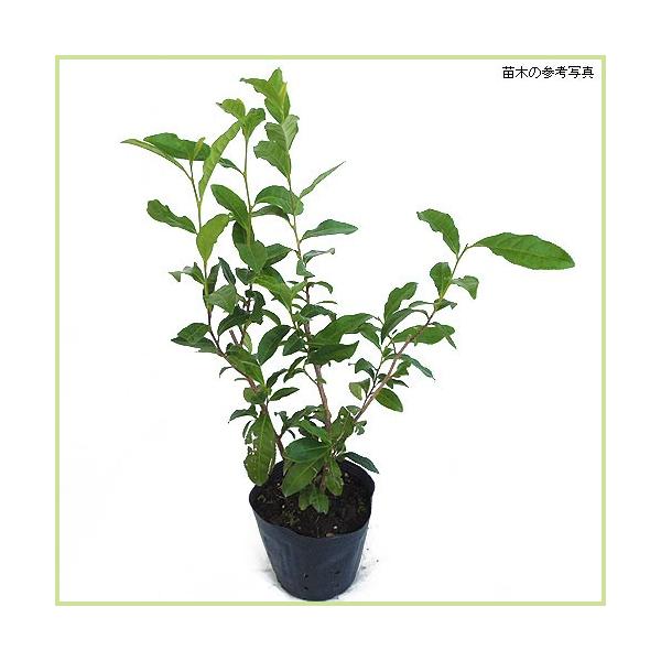 ヤブキタ茶は近年注目されている緑茶の代表的な品種です。また、秋には椿に似た白い素朴な花が咲きます。春の新芽で新茶を楽しんだり、葉は天ぷらにすると絶妙な味わいを楽しむことができます。庭からとってきた茶葉で自家製のお茶を作って楽しんでみてはいか...