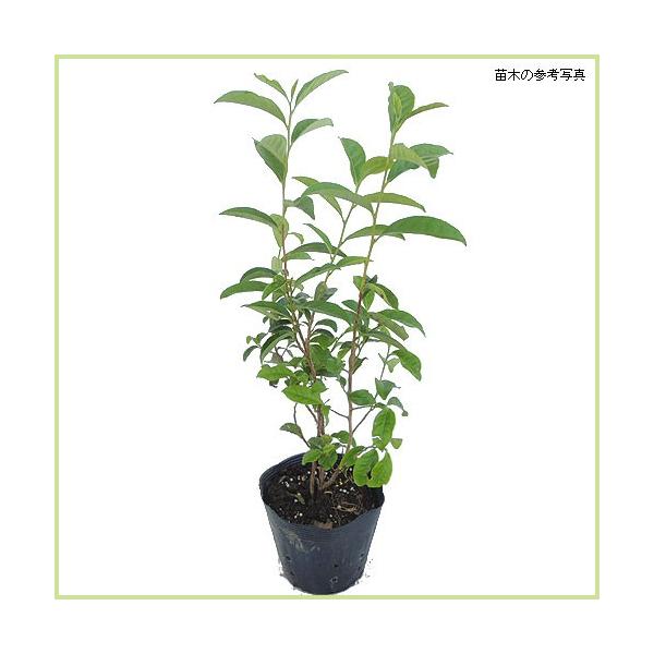 オクミドリは深みのある深い緑色でとろっとした甘み、旨みのある爽やかな良い香りのお茶になります。収穫は茶の中では飛び抜けて遅い品種ですが、茶葉の品質は最高です。また、秋には椿に似た白い素朴な花が咲きます。春の新芽で新茶を楽しんだり、葉は天ぷら...