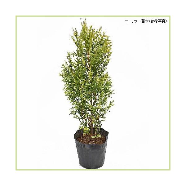 コニファー（針葉樹）の苗木「ヨーロッパゴールド（5号ポット植え）」を販売しています。爽やかな香りと、目を引くイエローカラーが最大の特徴のコニファーです。シンボルツリーはもちろんの事、垣根にも向きます。暑さ寒さに強く、日本の気候に適した育てや...