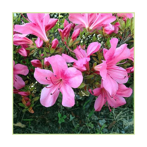 皐月（サツキ・さつき）「大盃（三重サツキ）」の苗木を販売しています。定番のピンク花のサツキです。大盃（おおさかずき）はサツキの代表品種で、三重サツキとも言われています。花付きが良く、強健で、刈り込みに強く、庭木用のサツキの大定番です。大変育...