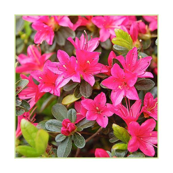 久留米ツツジ（くるめつつじ）「花遊び」の苗木を販売しています。久留米ツツジの代表品種です。濃いめのピンク色の花色は、ツツジらしい花色です。強健で生育旺盛、栽培し易いおすすめの品種です。つつじ（ツツジ）は、和風・洋風のお庭を問わず相性が良く、...