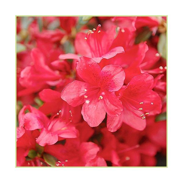 久留米ツツジ（くるめつつじ）「飛竜の舞」の苗木を販売しています。二季咲き性があるツツジです。朱色ががった赤花の久留米ツツジです。久留米ツツジの中でも早めに咲き、また秋に狂い咲きし易く、二季咲き性が有ります。つつじ（ツツジ）は、和風・洋風のお...