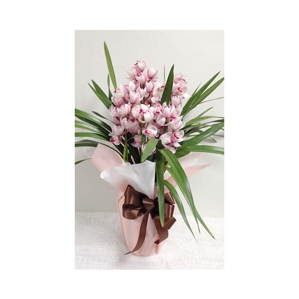 【一部送料無料】【消費税込】【ラッピング無料】【メッセージカード無料】