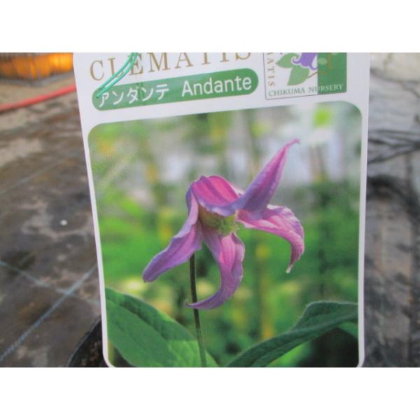 ★細めのピンク系で、ひらひらと咲きます。　　★木立姓で自然に絡まない。★お送りする商品は竹間園芸様からの入荷で、寒い中芽が出たばかりの苗です。★2026/2/1撮影★花の写真は参考まで。---------------------------...