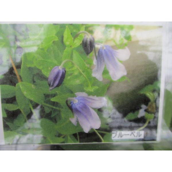 ★昨年春に竹間園芸様から入荷しました。★最近芽が出たばかりの苗です。★四季咲きタイプの矮性種。★ブルーの花弁が波を打ち、先端部は少しよじれる。★ロックガーデンにも向く。 ★2026/2/18撮影-----------------------...