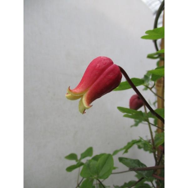 ★丸みを帯びた赤色の花はお口が小さいタイプ。★お口の中はクリーム色の、素敵な壺型クレマです。★繰り返し咲く、人気品種です。　　★お届けは写真の芽出し充実株です。　（2026/4/6撮影）★昨年花付きで竹間園芸様から入荷しました。★写真ラベル...