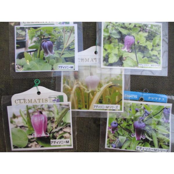 ★竹間園芸様の苗です。★Ｍ（実生）シリーズの苗で、あなただけのオンリーワン。★お届けは芽が出たばかりの苗です。★いろいろなラベルできましたがラベルと同じ花が咲くかはわかりません。　（2026/2/10撮影）★個体差はあります。＊植物ですので...