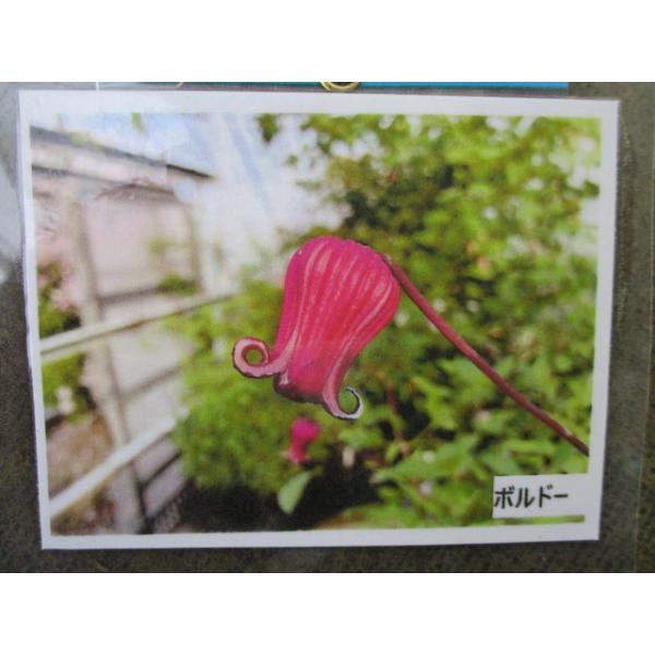 ★3.5号ポット苗は土が柔らかいため、輸送中に土がこぼれることがありますがご了承いただきますようお願いいたします。★昨年竹間園芸様から入荷しました。★個体差はあります。★芽が出たばかりの苗です。（2026/2/6・撮影）----------...