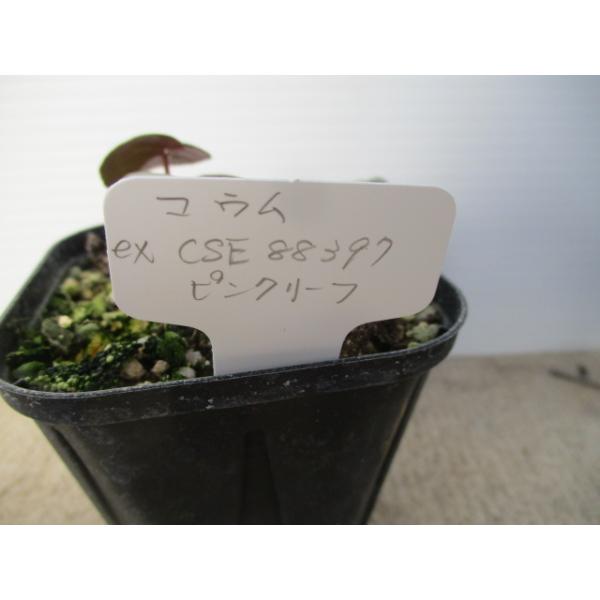 【商品サイズ】　3号ポット　★小さな丸弁の花がかわいい原種のシクラメン。★葉が出てから花が咲きます。★お届けは『ex CSE  88397 ピンクリーフ』です。 (2026/2/18撮影)--------------------------...