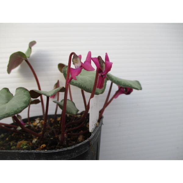 【商品サイズ】　3号ポット　★コウムは小さな丸弁の花がかわいい原種のシクラメン。★葉が出てから花が咲きます。★お届けはかなり珍しい『C.アリス D』で、その中でも原園芸様選別株で写真の子です。★花色が少し珍しく、オレンジ色やあずき色が入った...