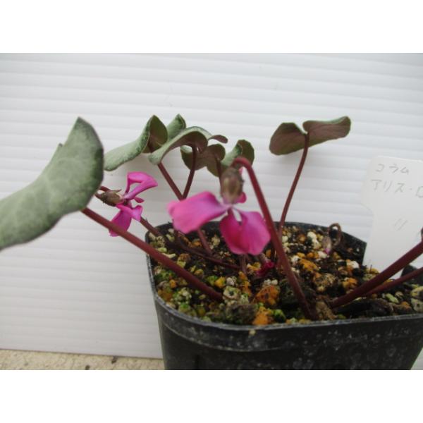 【商品サイズ】　3号ポット　★小さな丸弁の花がかわいい原種のシクラメン。★葉が出てから花が咲きます。★お届けはかなり珍しい『アリス D』で写真の子です。★花色が少し珍しく、オレンジ色が入ったようなシックなピンク色です。　 (2026/1/2...