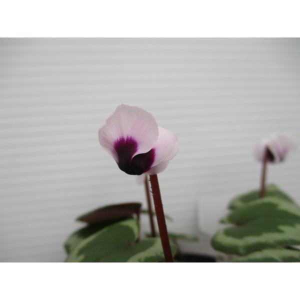 【商品サイズ】　3号ポット苗　★小さな丸弁の花がかわいい原種のシクラメン。★葉が出てから花が咲きます。★お届けはナーセリーで厳選された『コーム・ダークノーズ（白花系）』で口元に白が入らない黒紫色の珍しいタイプです。 (2026/2/24撮影...