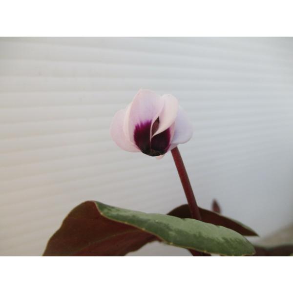 【商品サイズ】　3号ポット苗　★小さな丸弁の花がかわいい原種のシクラメン。★葉が出てから花が咲きます。★お届けはナーセリーで厳選された『コーム・ダークノーズ（白花系）』で口元に白が入らない黒紫色の珍しいタイプです。 (2026/2/22撮影...