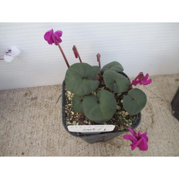 【商品サイズ】　3号ポット　★小さな丸弁の花がかわいい原種のシクラメン。★葉が出てから花が咲きます。★お届けははら園芸様で厳選された『コウム・メイデンズ クリムゾン』で、無地葉でかなり濃いマゼンダの珍しいタイプです。★今年から販売です。 (...