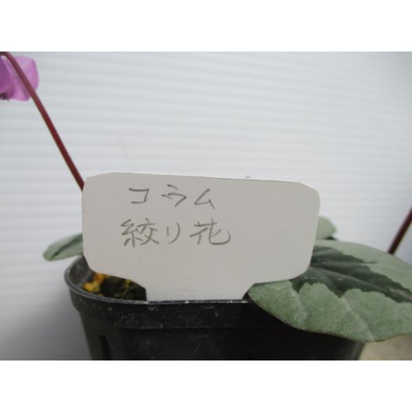 【商品サイズ】　3号ポット　★小さな丸弁の花がかわいい原種のシクラメン。★葉が出てから花が咲きます。★お届けは写真の株で、はら園芸様育種の絞り花。★ほとんど流通がないレアものです。★写真で判断してください。　(2026/2/16撮影)★植え...