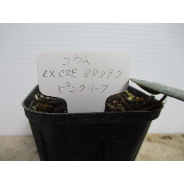 【商品サイズ】　3号ポット　★小さな丸弁の花がかわいい原種のシクラメン。★葉が出てから花が咲きます。★お届けは『ex CSE  88397 ピンクリーフ』で『アリスD』に似た色の花が咲いています。（葉のピンク色は薄くなりました。） (202...