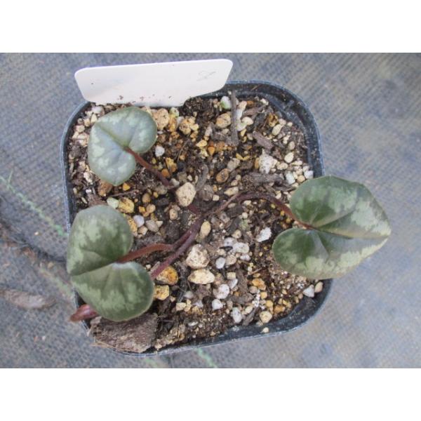 【商品サイズ】　3号ポット 　★コーム系で、種小名は『エレガントな』を意味する。★長く大きな花弁がねじれ、エレガントな印象で、葉はハート形で、先端がややとがる。★生育は遅く、性質は少し気難しい。★花はピンク系で口元が濃い紫色、コームの花を長...