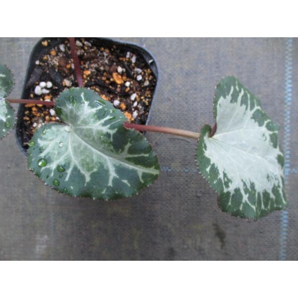 【特徴】★園芸品種のシクラメンのもとになった種で、原種シクラメンの中では大きめで成長も早い。★一般的に花は薄いピンク色で花付きがよく、口元に濃赤紫色が入る。★白花や赤紫の花もある。★まだ流通は少なく『レアもの』です★葉の展開は10月頃から出...