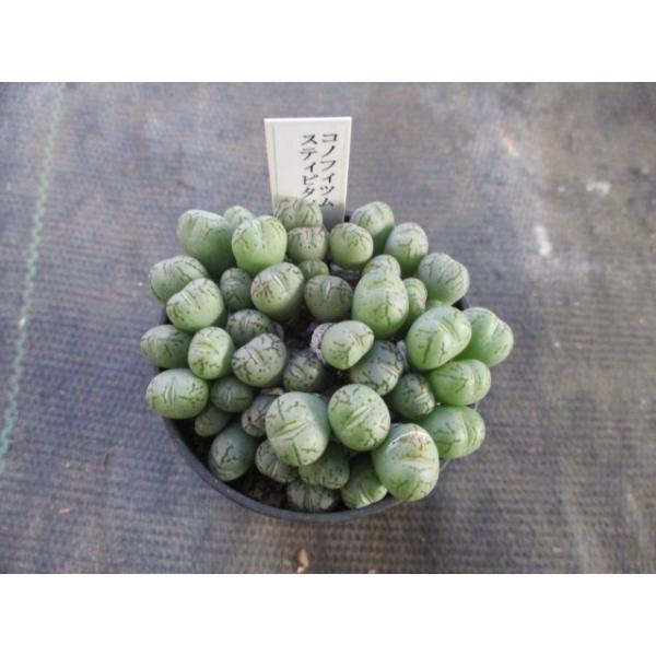 ★水を切れば寒さにも割と強く、丈夫な多肉植物です。★リトープスと同じく、二つに割れたところから松葉菊に似た花を咲かせます。★いろいろな色や形があり、花の色も豊富で楽しめます。---------------------------------...