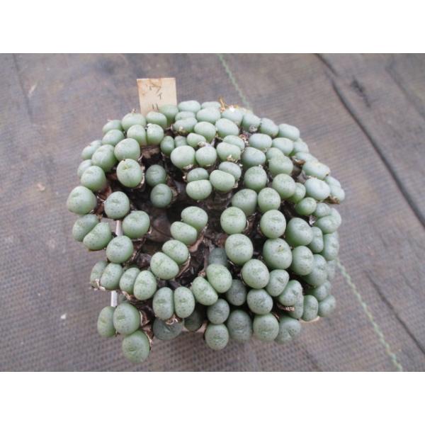 ★水を切れば寒さにも割と強く、丈夫な多肉植物です。★リトープスと同じく、二つに割れたところから松葉菊に似た花を咲かせます。★いろいろな色や形があり、花の色も豊富で楽しめます。---------------------------------...