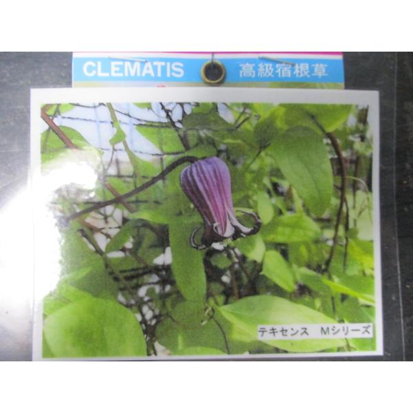 ★Mシリーズとは、世界に一つだけの実生の子です。★他の誰も持っていないあなただけのクレマチス。★どんな花が咲くのでしょう…楽しみです。　　★お届けは芽が出たばかりの苗です。（2026/2/6・撮影）★昨年竹間園芸様からいろいろな写真入荷しま...