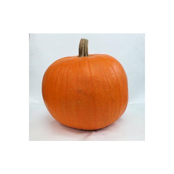 【発売日：2020年09月11日】ハロウィンカボチャ　オータムゴールド無くなり次第終了いたします。2Lサイズ幅約25センチハロウィンの必須アイテム　特大カボチャ2Lサイズ無くなり次第終了いたします。九州、北海道、離島は送料別途1100円かか...