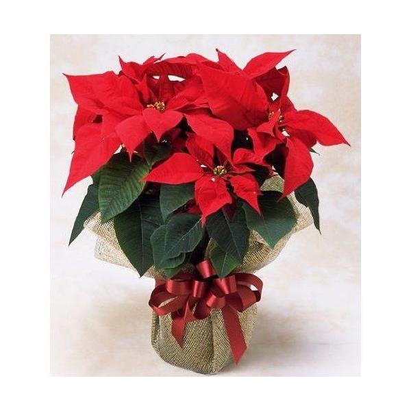クリスマスの雰囲気作りには欠かせない商品ポインセチア厳選した高品質な商品をお楽しみいただけます。クリスマスのギフトにかわいいポインセチアを添えて。豪華にラッピングしてお届け致します。１０月下旬より発送致します。クリスマス気分が盛りあがります...