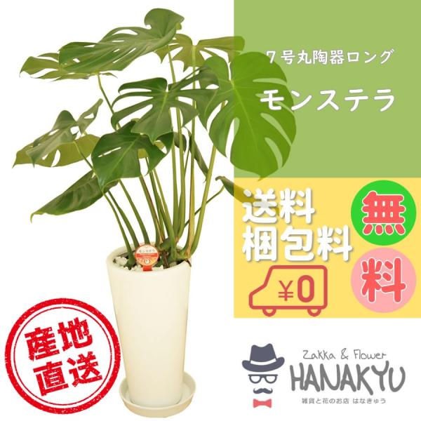 ７号丸陶器ロング鉢入りモンステラ開店祝いや新築祝いなどの各種お祝いや、誕生日プレゼントなどにもピッタリ！〇●〇商品詳細〇●〇【サイズ】　陶器鉢　直径 19cm　高さ 36cm　植物全体(鉢含む)　高さ約80cm【鉢】　陶器鉢(受皿：プラスチ...