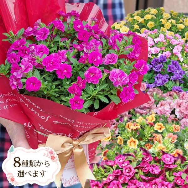 選べる11種類の「カリブラコア」■お花の種類 カリブラコア ダブル ベビーピンク/カリブラコア ダブル クリアイエロー/カリブラコア ダブル パープル/カリブラコア ダブルラベンダー/カリブラコア ダブル ホワイト/カリブラコア アンティー...