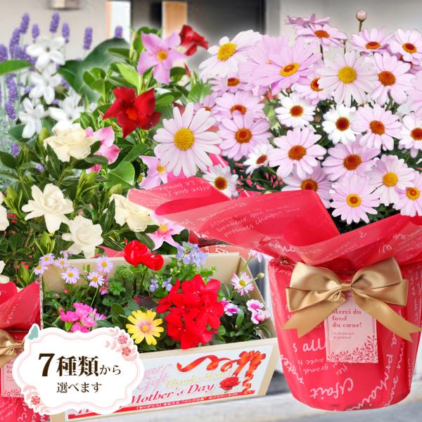 ■お花の種類  可愛いピンクのマーガレット さくらべーる/さりげなく香るクチナシ/素敵な香りのラベンダー「ほのか」/香りの女王ジャスミン（マダガスカルジャスミン）/カスミソウ（ピンク）/ヘリクリサム モハーブ（モハベ） ローズ　/全6種類　...