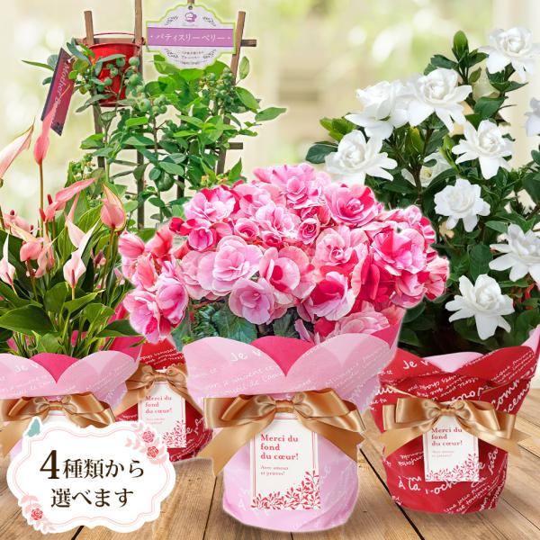 選べる4種類の「お花」 について■お花の種類香るクチナシ6号大鉢/ベゴニア ストロベリーフィールズ 5号鉢 /ブルーベリー2品種植え 5号鉢 /アンスリウム リリー ピンク / 全4種類■サイズ鉢サイズ：5号 ( 直径 約15cm )クチナ...